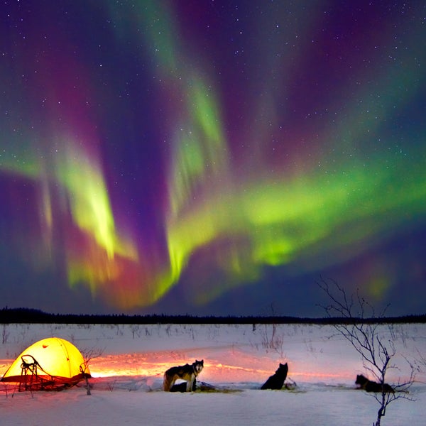 Tired Dogs Under the Northern Lights | Outside Online