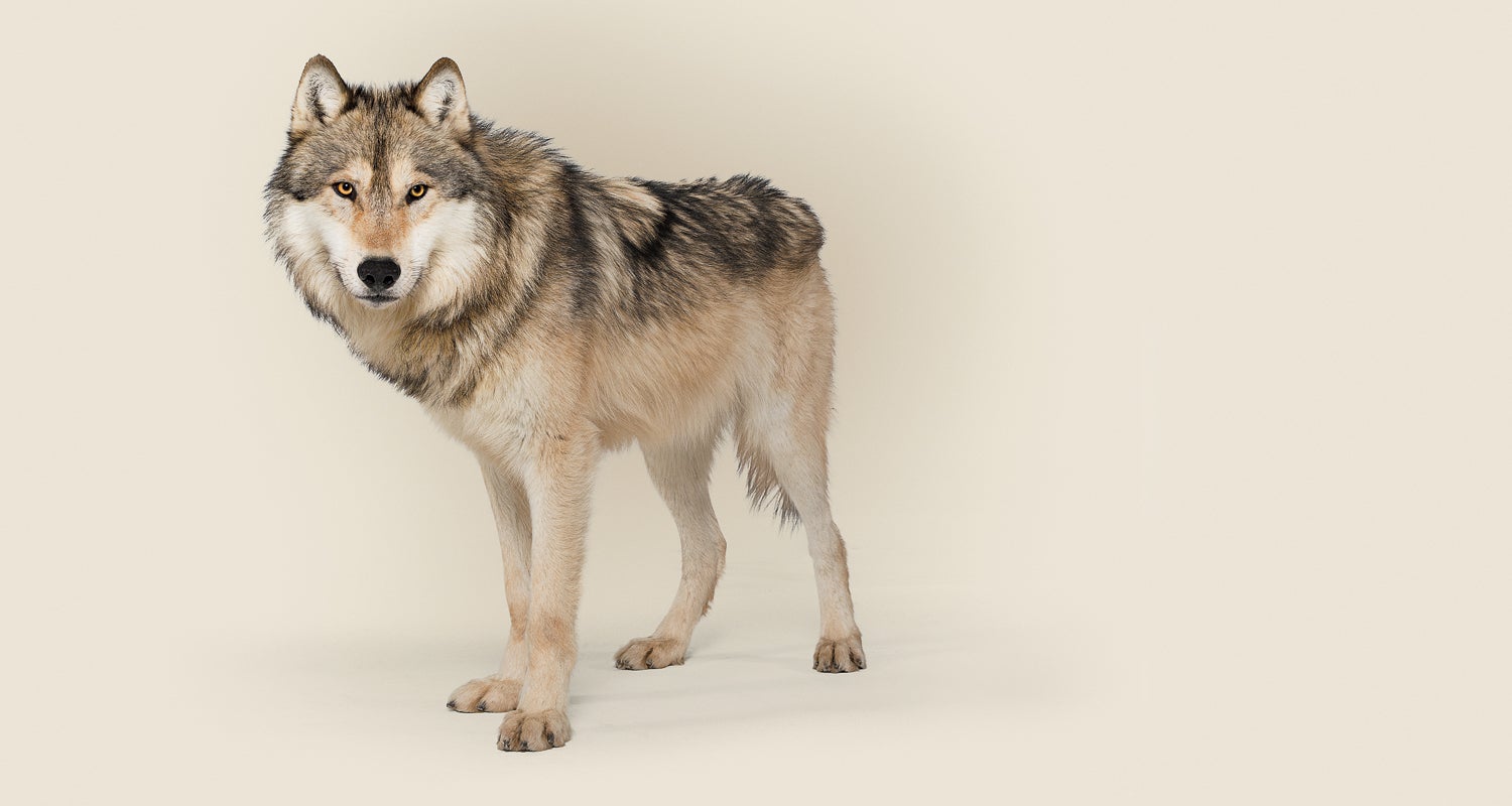 Realistic Drawings Of Wolves With Wings