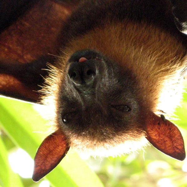 Should I Worry About Ebola if I’m Traveling to West Africa? | Outside ...