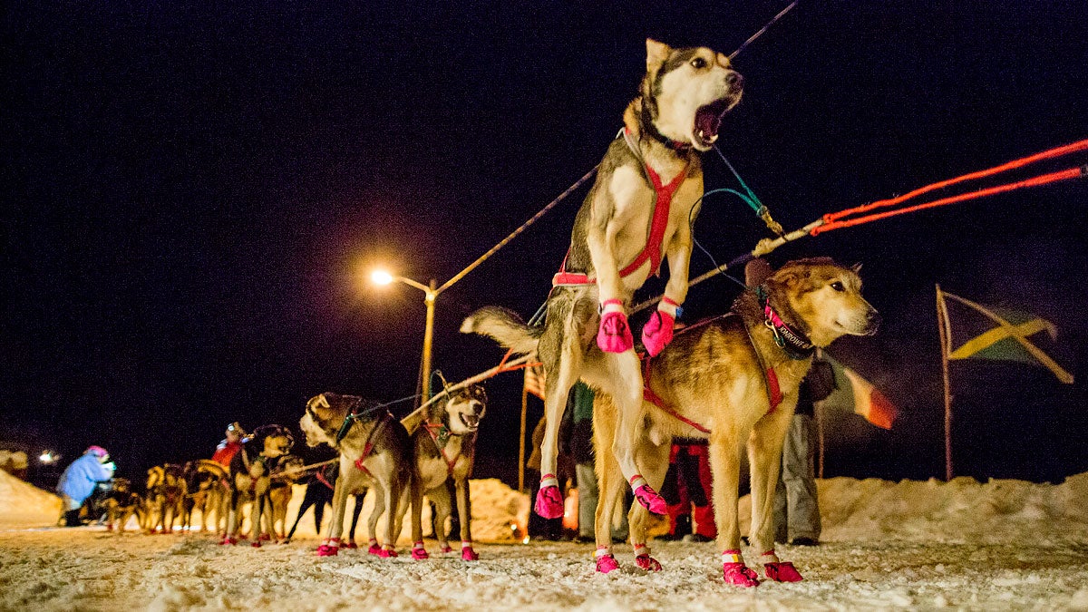 The 2013 Iditarod: Loren Holmes Photography - Outside Online