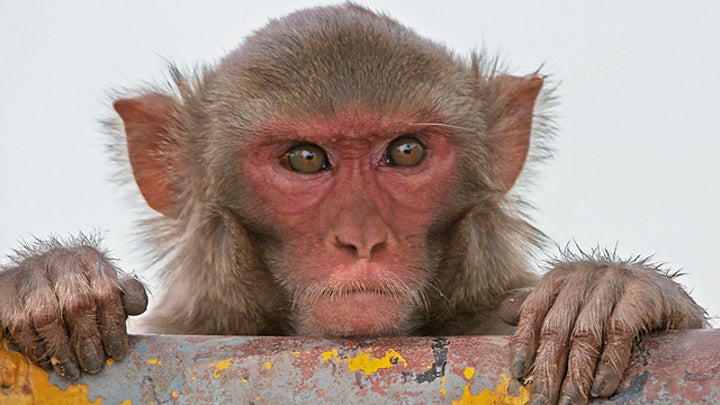Diseased Monkeys Great For Florida Tourism - Outside Online