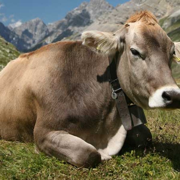 Flatulent Cows Detonate Dairy Farm | Outside Online