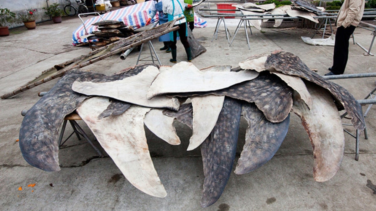 Activists Bust Illegal Shark Factory - Outside Online