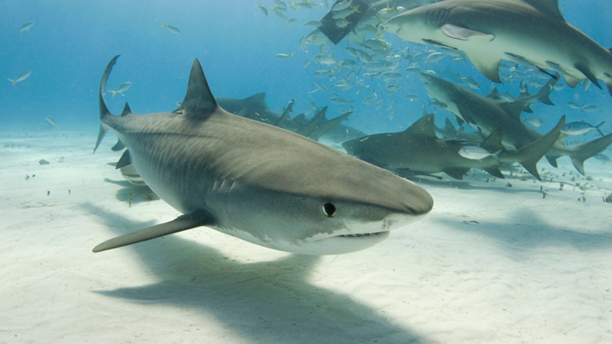 Sharks Film with POV Cameras - Outside Online