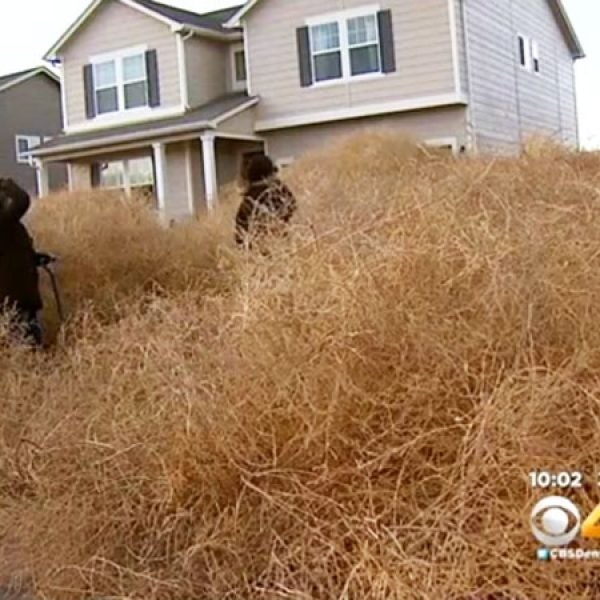 Attack of the Tumbleweeds! | Outside Online