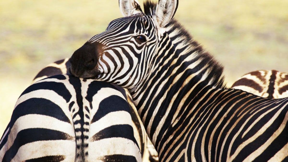 Why Do Zebras Have Stripes? - Outside Online