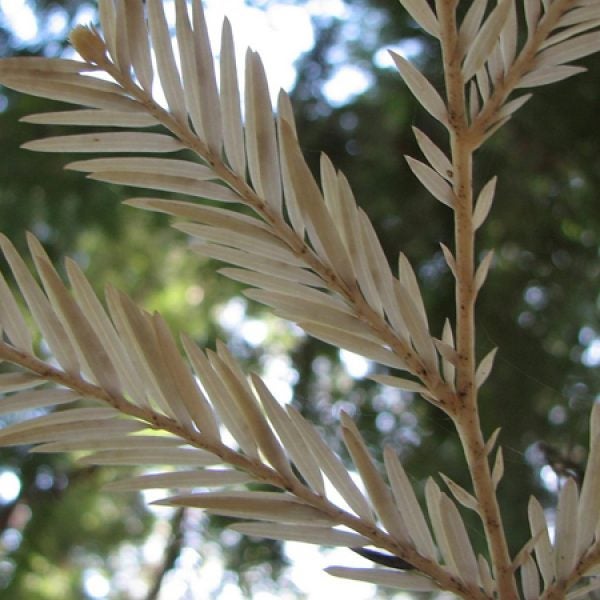 Famous Hermaphrodite Albino Tree Is Saved | Outside Online