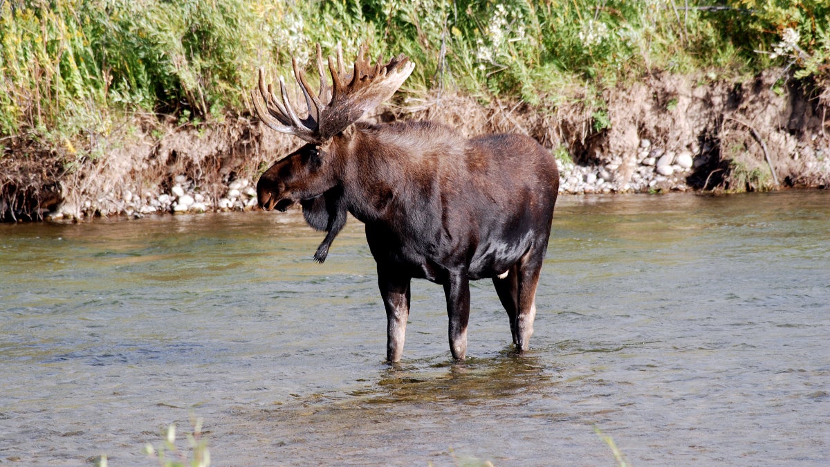 Moose Death Prompts Crackdown on Wildlife Photographers - Outside Online