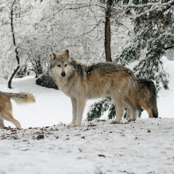 Famous Lone Wolf OR-7 Now Leads a Pack | Outside Online