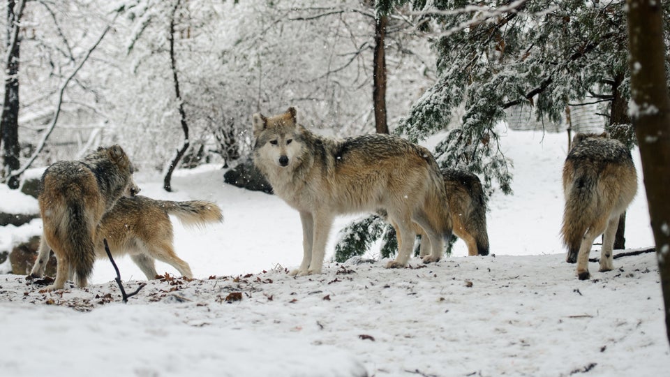 Famous Lone Wolf OR-7 Now Leads a Pack - Outside Online